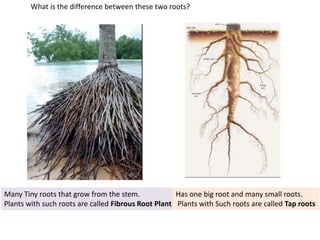 Plants, Roots and stem | PPTX