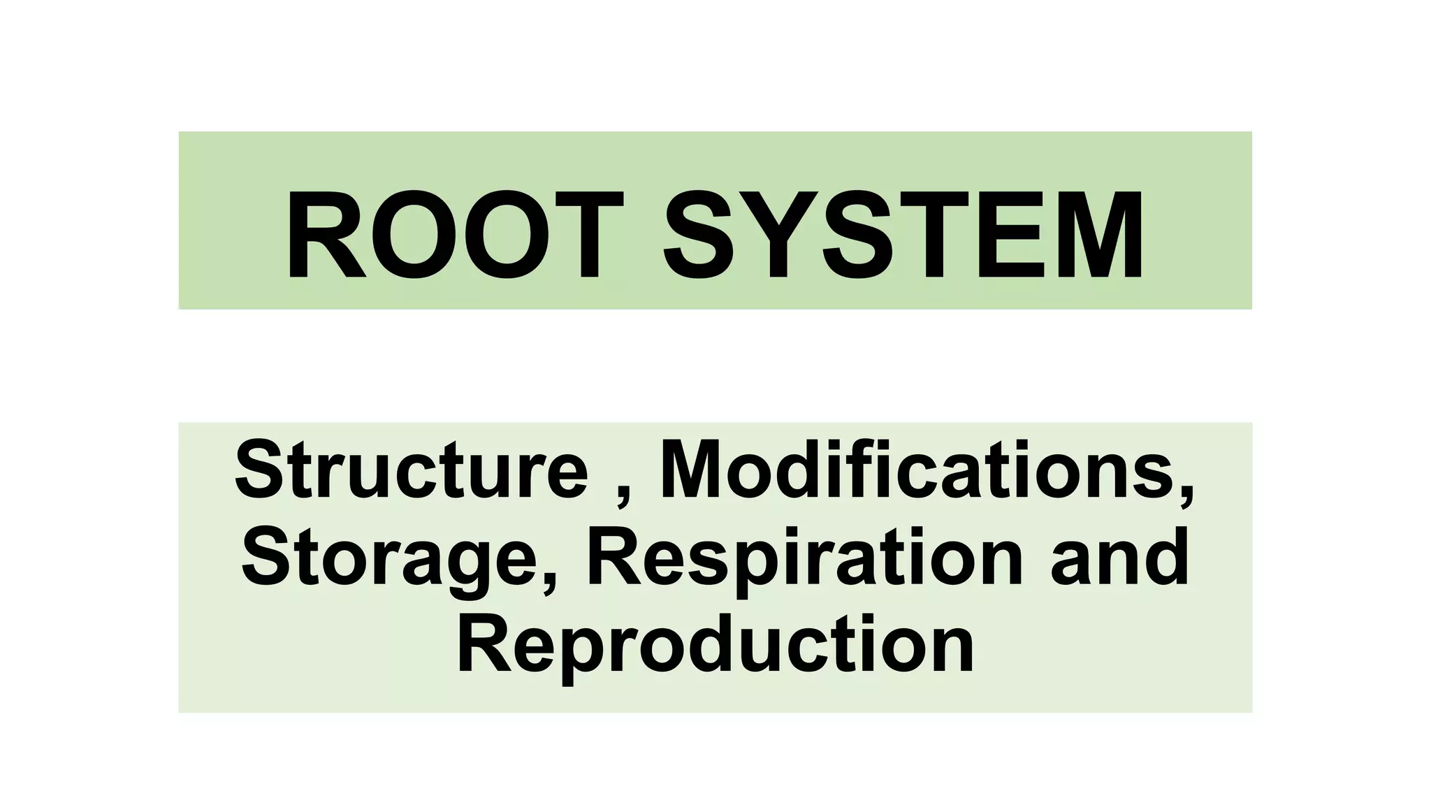 Roots System | PPTX