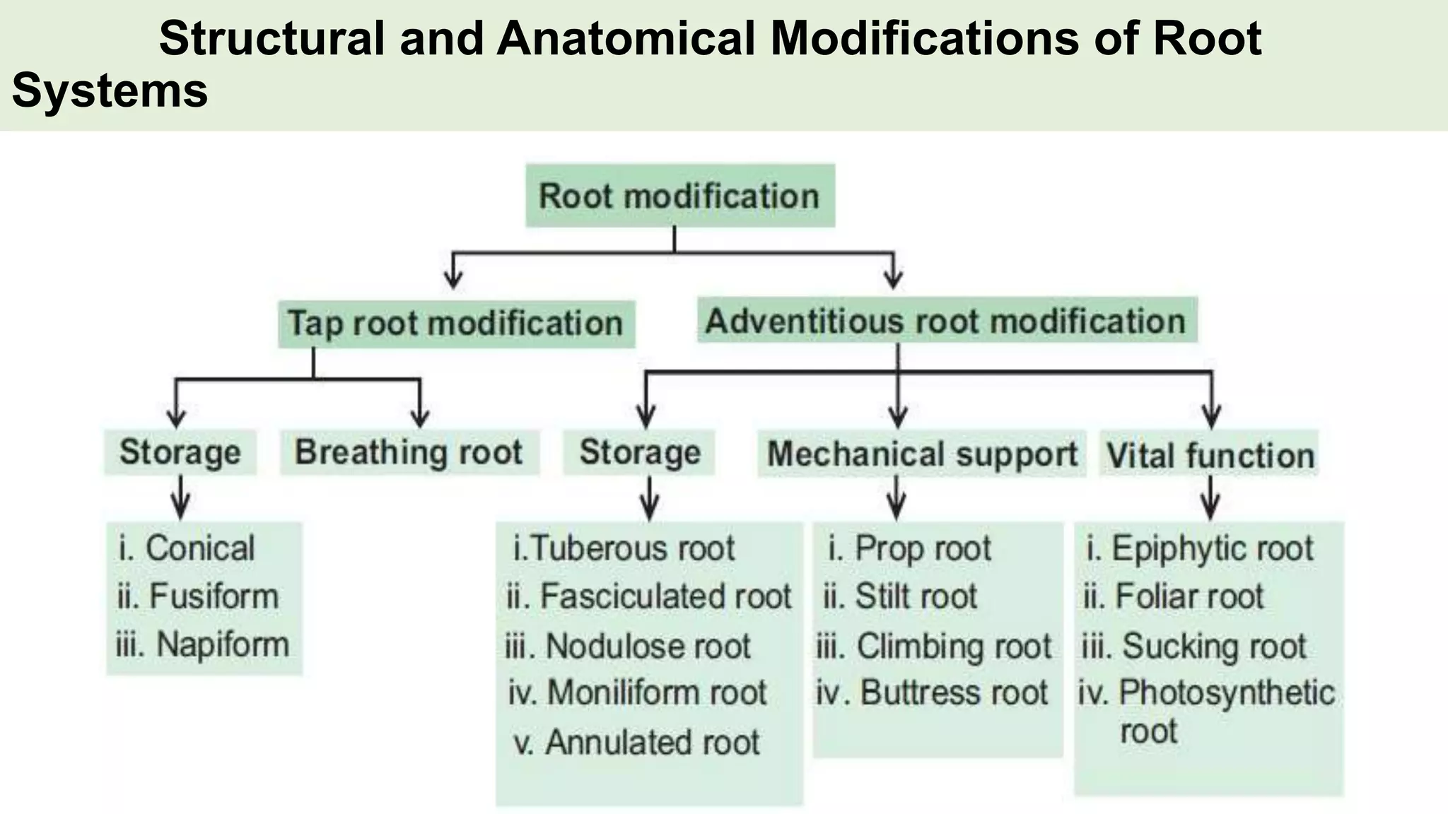 Roots System | PPTX
