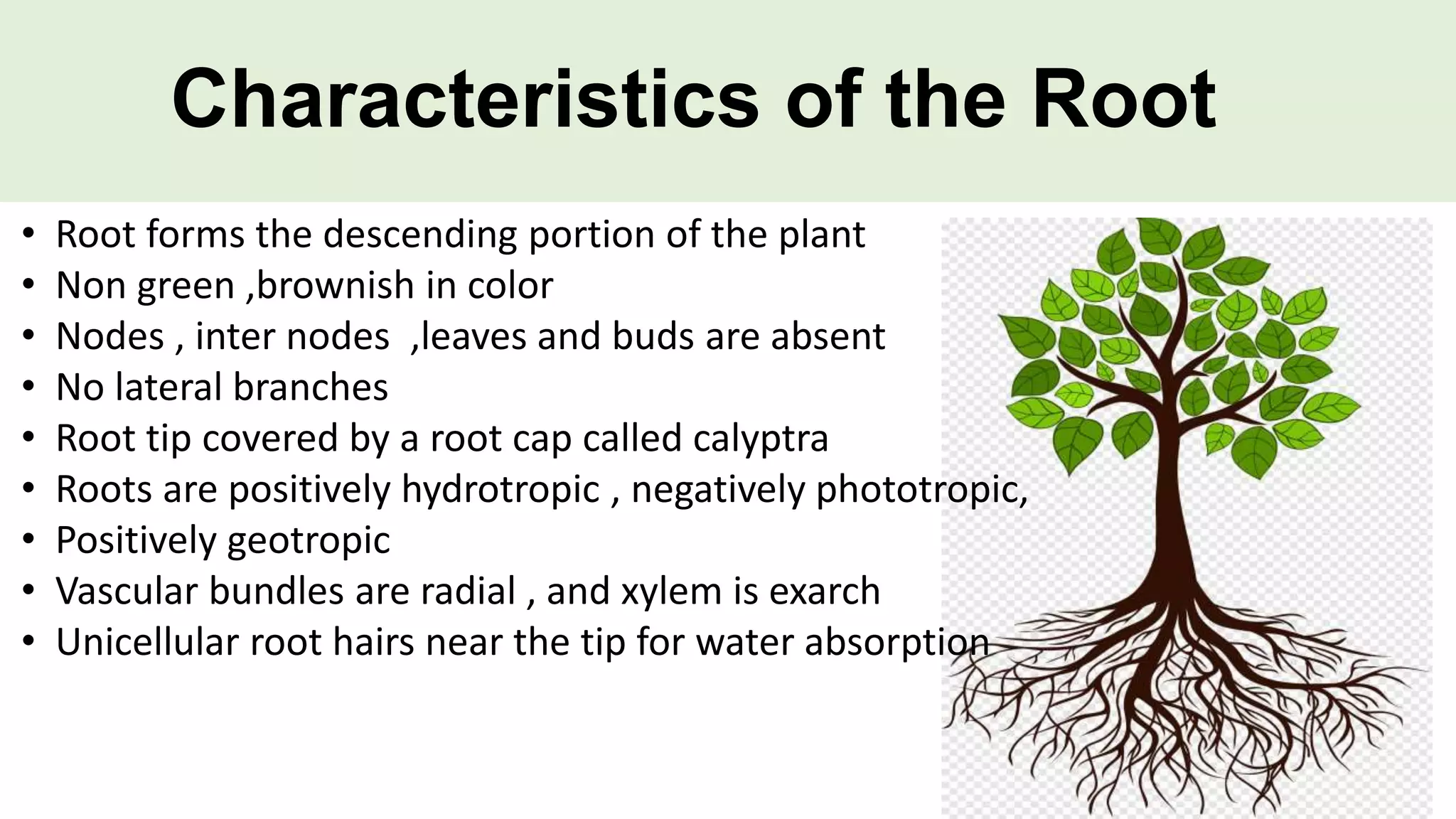 Roots System | PPTX