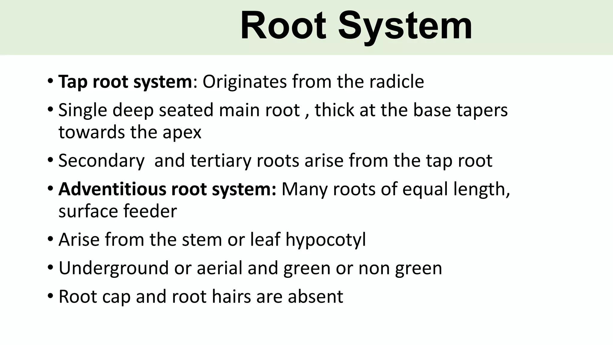 Roots System | PPTX