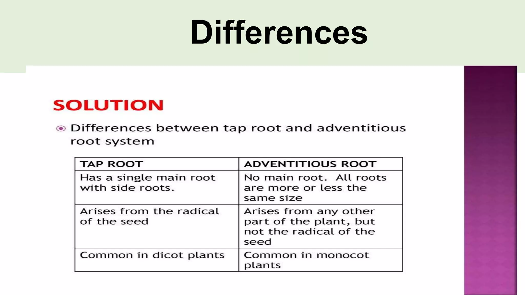 Roots System | PPTX