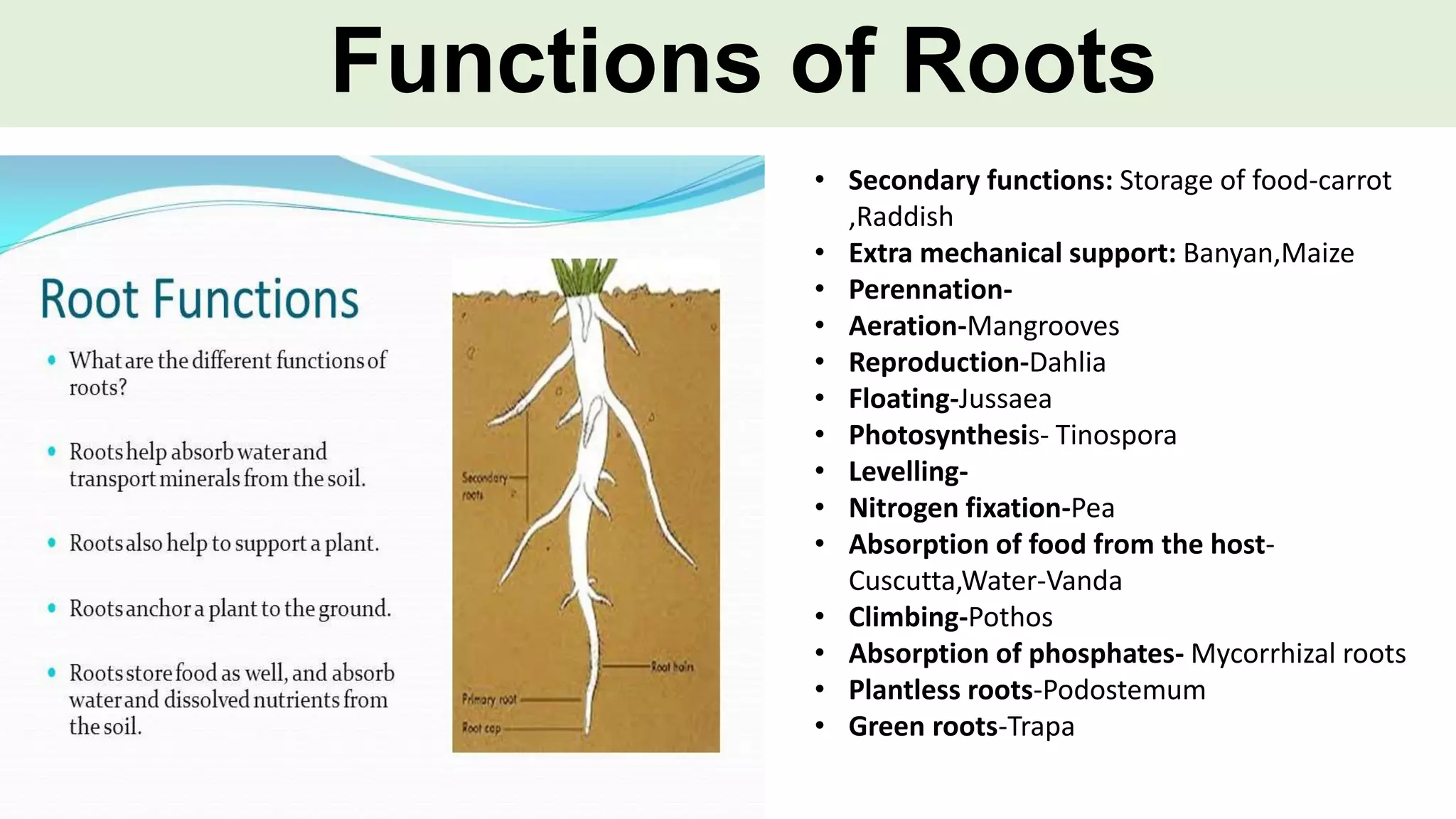 Roots System | PPTX