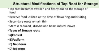 Roots System | PPTX