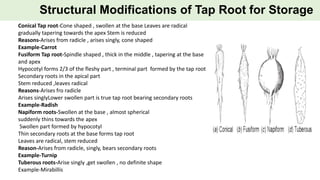 Roots System | PPTX