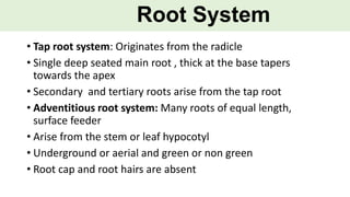 Roots System | PPTX