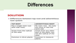 Roots System | PPTX