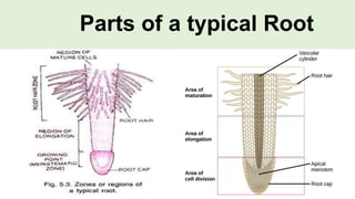 Roots System | PPTX