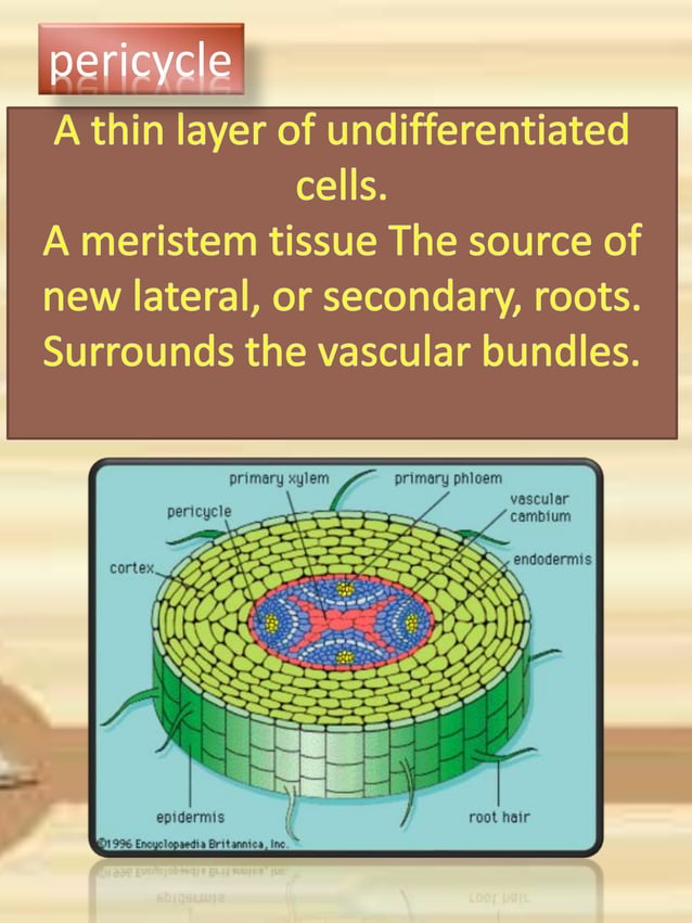 ROOT APEX | PPTX | Gardening | Home & Garden
