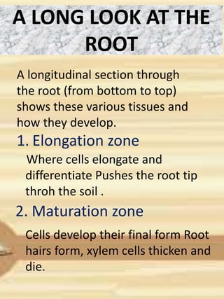 ROOT APEX | PPTX | Gardening | Home & Garden