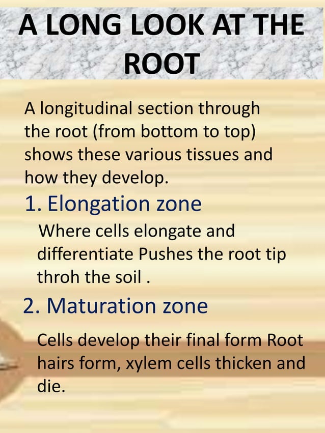 ROOT APEX | PPTX | Gardening | Home & Garden
