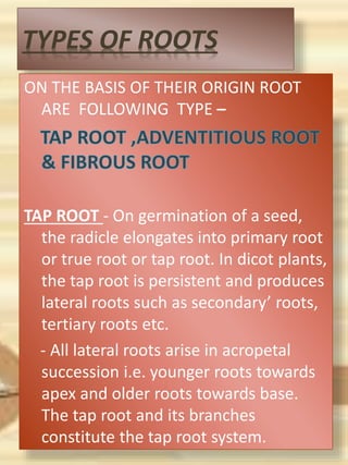 ROOT APEX | PPTX | Gardening | Home & Garden