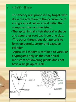 ROOT APEX | PPTX | Gardening | Home & Garden