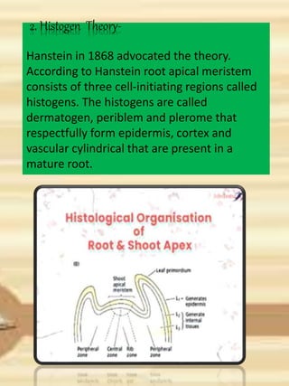 ROOT APEX | PPTX | Gardening | Home & Garden