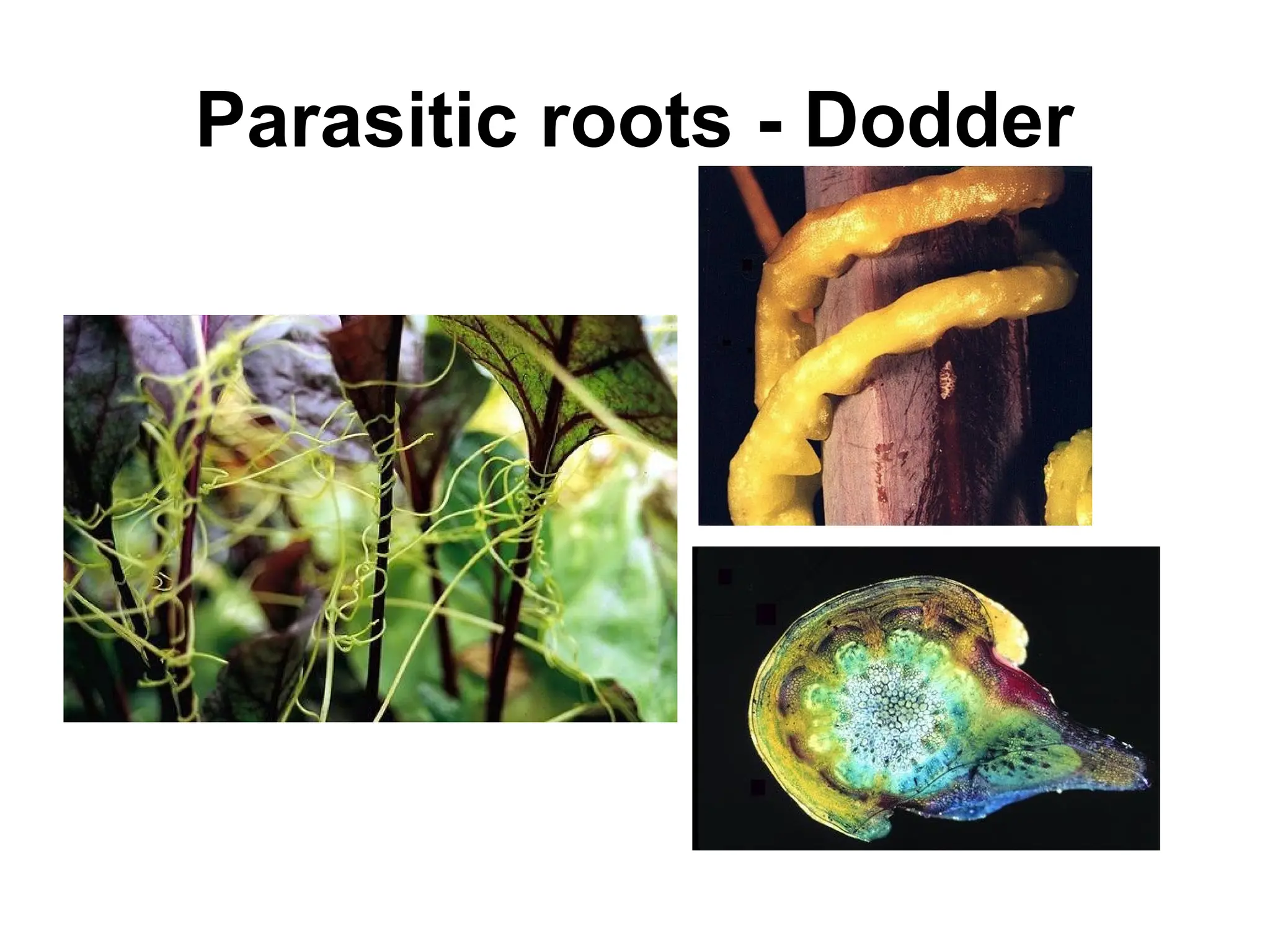 roots_in_flowering_plants Physiology.pptx