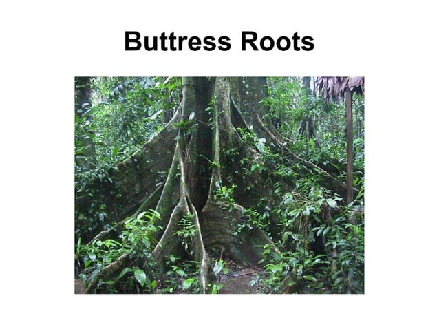 roots_in_flowering_plants Physiology.pptx