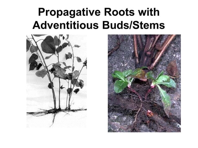 roots_in_flowering_plants Physiology.pptx