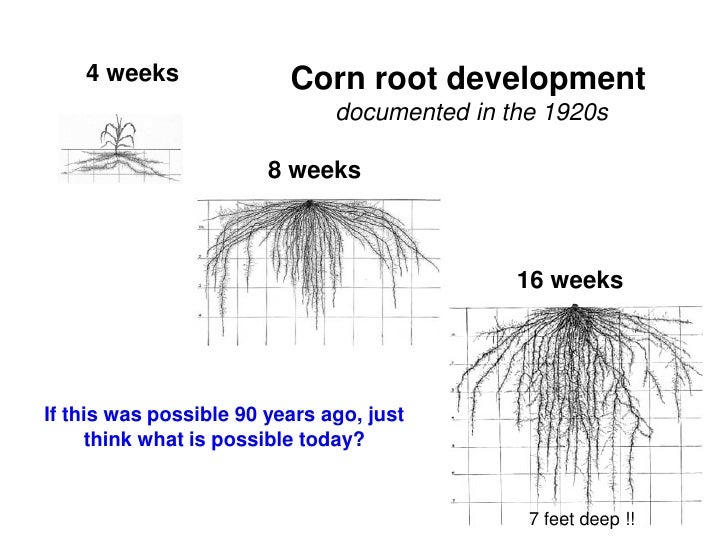 Watermelon root system exhumed from