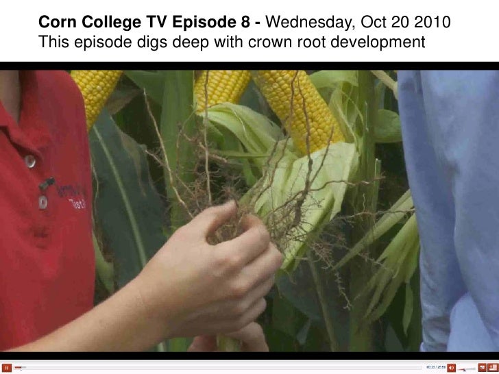 Watermelon root system exhumed from