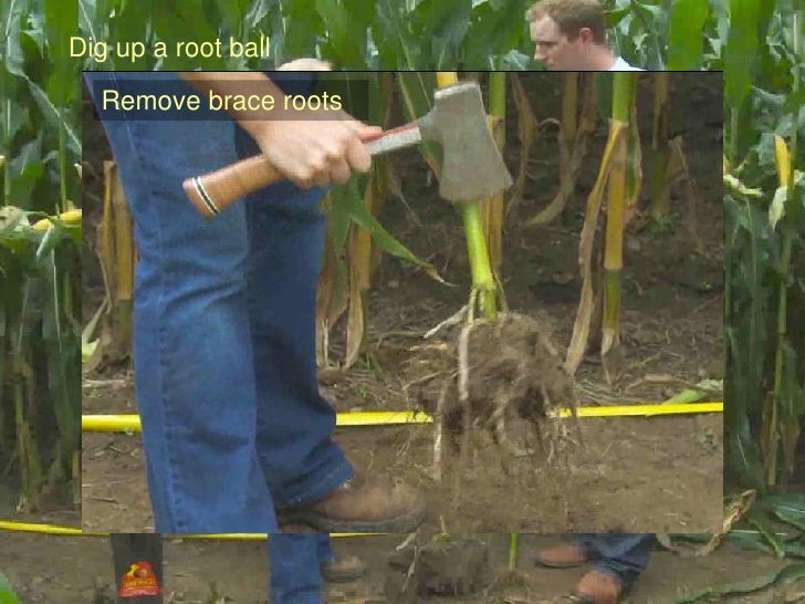 Watermelon root system exhumed from