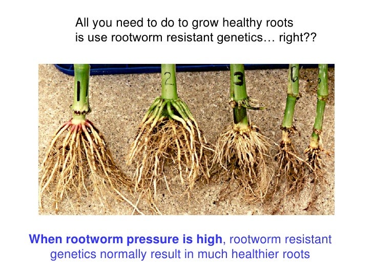 Watermelon root system exhumed from