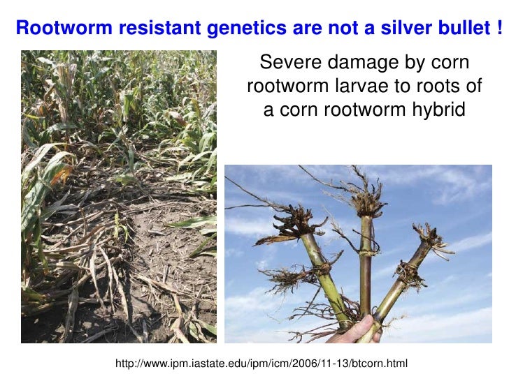 Watermelon root system exhumed from
