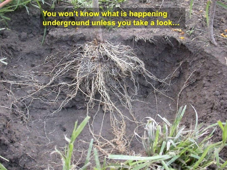 Watermelon root system exhumed from