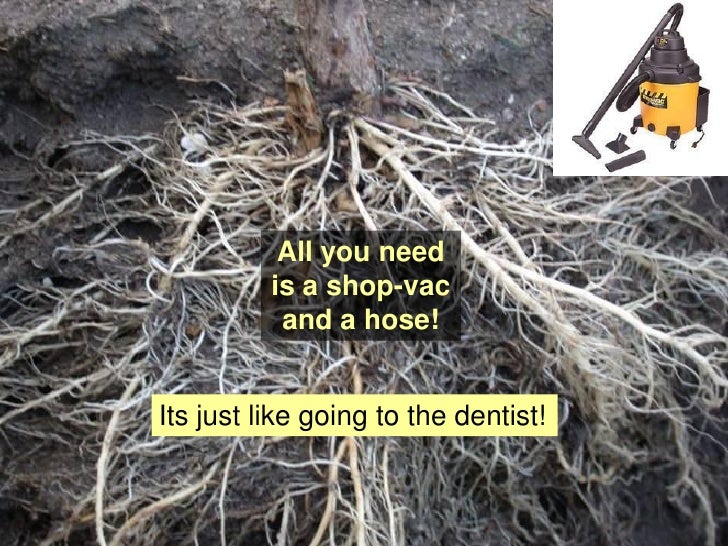 Watermelon root system exhumed from