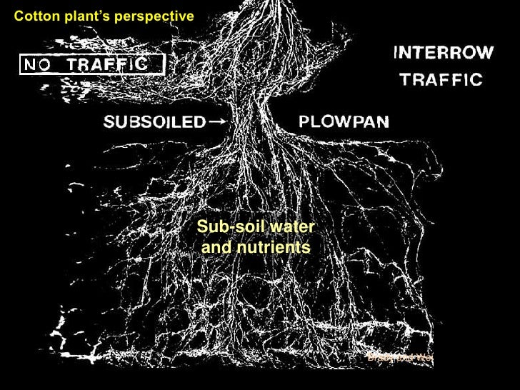 Watermelon root system exhumed from