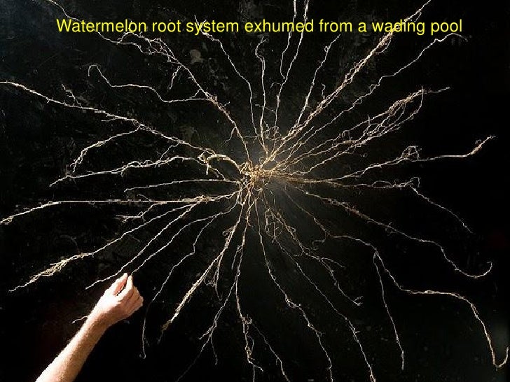 Watermelon root system exhumed from