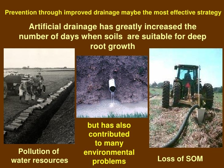 Watermelon root system exhumed from