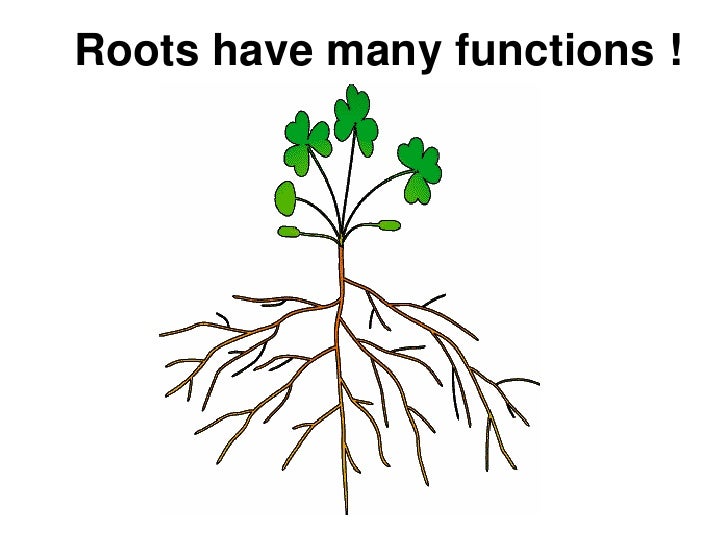 Watermelon root system exhumed from