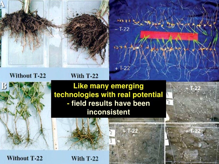 Watermelon root system exhumed from