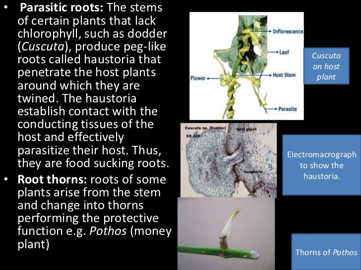 Roots of angiosperms