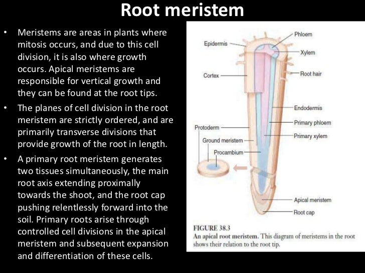 Roots of angiosperms
