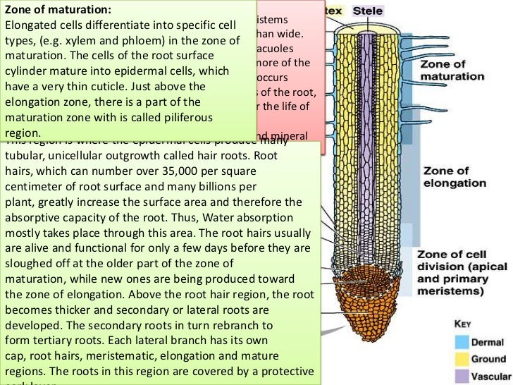 Roots of angiosperms