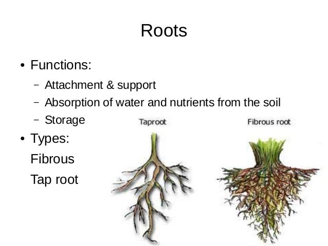 Roots, shoots, leaves