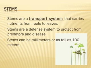 Roots, stems and leaves notes serena | PPS
