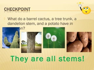 Roots, stems and leaves notes serena | PPS
