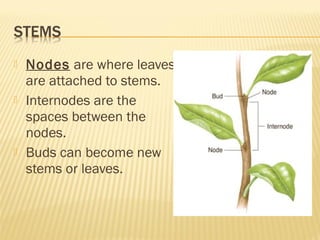 Roots, stems and leaves notes serena | PPT
