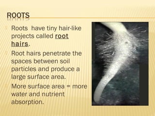 Roots, stems and leaves notes serena | PPS
