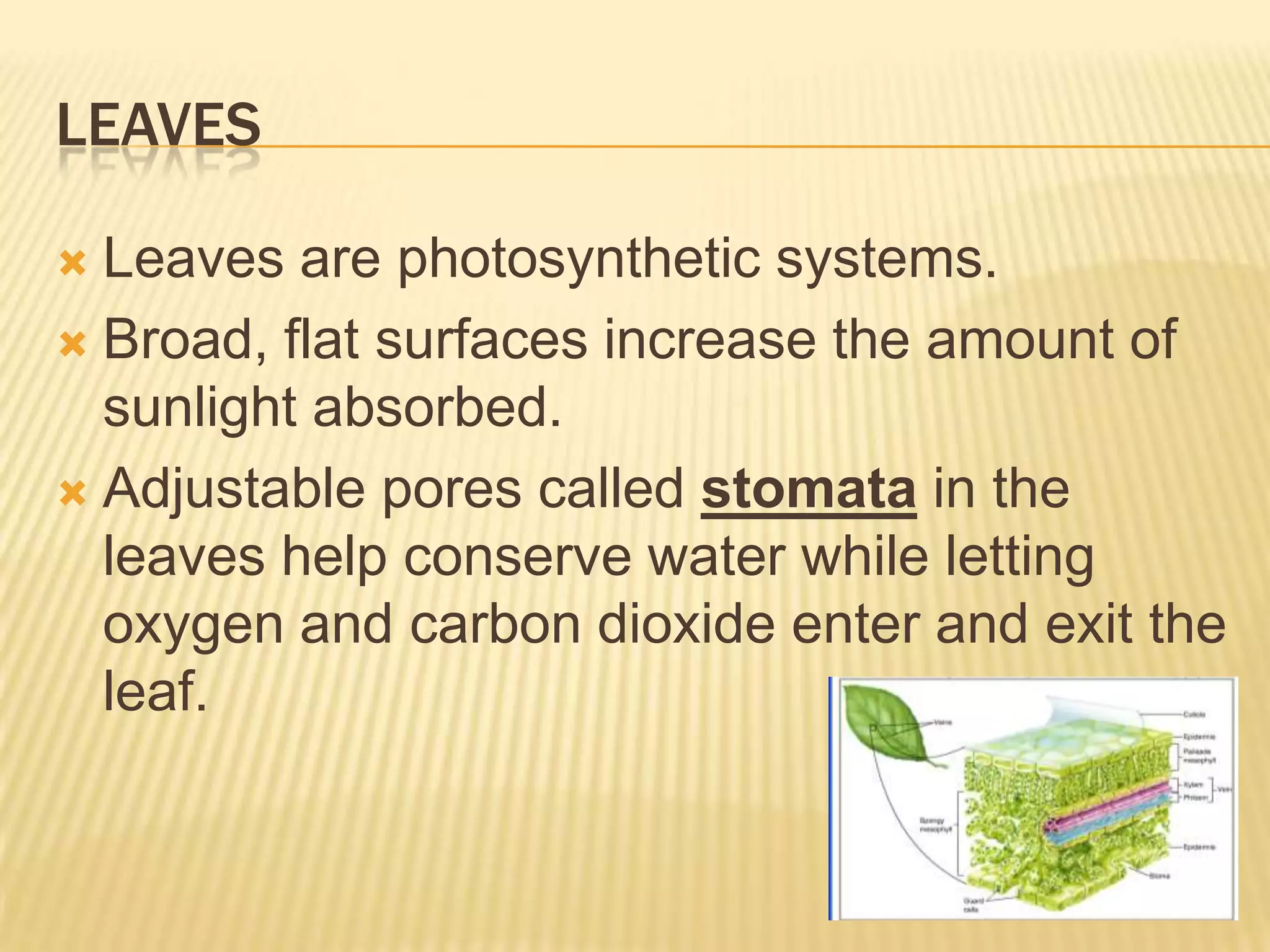 Roots, stems and leaves notes serena | PPTX