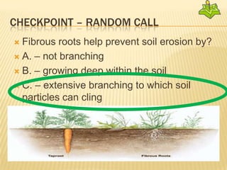 Roots, stems and leaves notes serena | PPTX