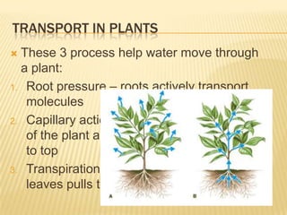 Roots, stems and leaves notes serena | PPTX