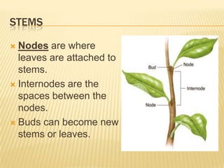 Roots, stems and leaves notes serena | PPT