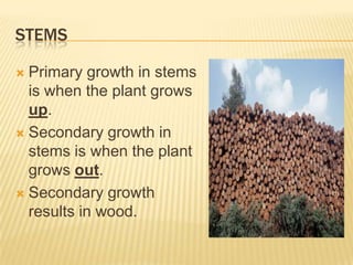 Roots, stems and leaves notes serena | PPTX