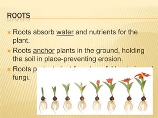Roots, stems and leaves notes serena | PPTX