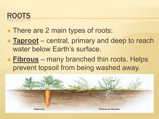 Roots, stems and leaves notes serena | PPTX