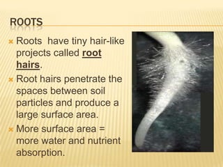 Roots, stems and leaves notes serena | PPTX