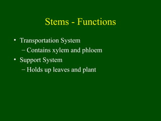 Roots & stems moodle | PPT | Gardening | Home & Garden